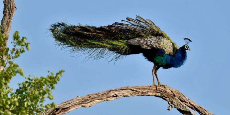 Udawalawe National Park: Safari with Experienced Driver - Practical Tips for Travelers