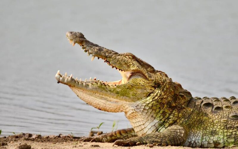 Udawalawe National Park: Safari with Experienced Driver - The Sum Up: Why Choose This Safari?