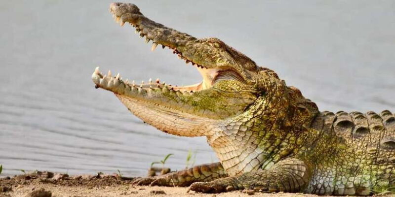 Udawalawe National Park: Safari with Experienced Driver - FAQ