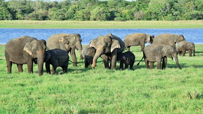 "Udawalawe National Park Safari with Pickup & Drop-off" - FAQ
