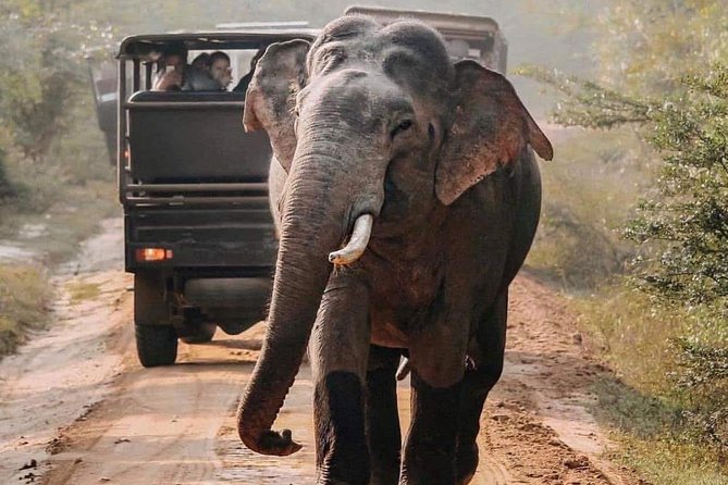 Udawalawe National Park Safari with Private Driver-Jeep and Enter ticket - Who Should Consider This Tour?