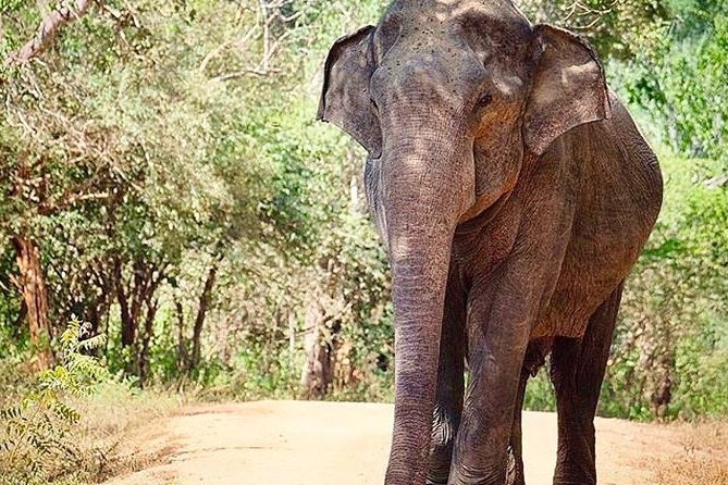 Udawalawe National Park Safari with Private Driver-Jeep and Enter ticket - Final Thoughts