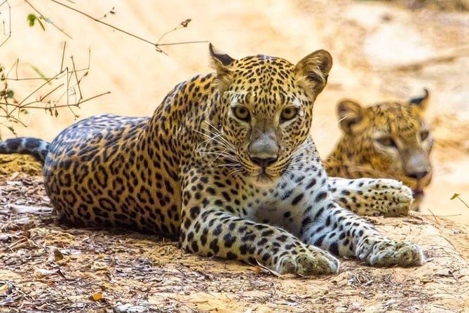 Udawalawe National Park Safari with Private Driver-Jeep and Enter ticket - Frequently Asked Questions