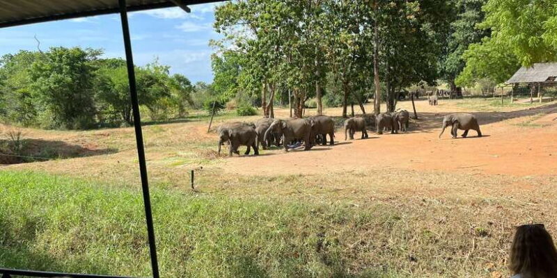 Udawalawe National Park Wildlife Safari from Galle - Who Should Consider This Tour?
