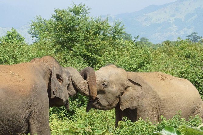 Udawalawe National park with Elephant Transit Home From Colombo - Price and Value Analysis