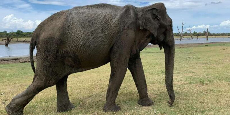 Udawalawe National park with Safari jeep & Entrance ticket - Key Points