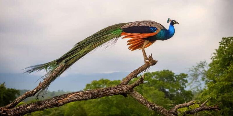 Udawalawe: Private Safari All Inclusive Day Trip with Lunch - Introduction