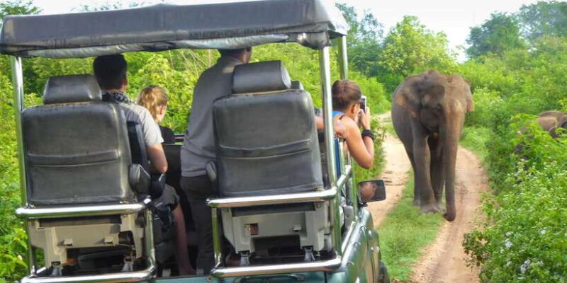 Udawalawe: Private Safari All Inclusive Day Trip with Lunch - Why Travelers Love This Safari