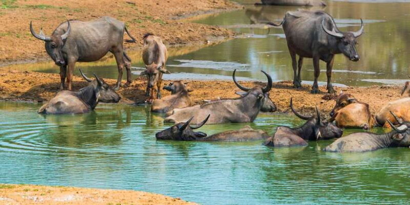 Udawalawe: Private Safari All Inclusive Day Trip with Lunch - The Sum Up