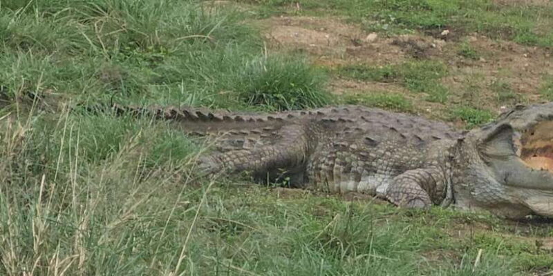 Udawalawe Safari Day Tour From Bentota/Aluthgama/Ahungalla - Timing and Flexibility