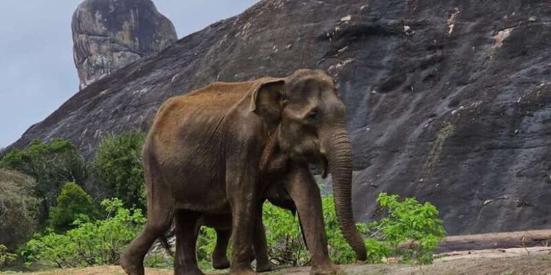 Udawalawe Safari Day Tour From Bentota/Aluthgama/Ahungalla - Value for Money