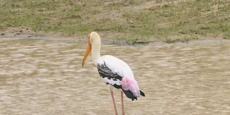 Udawalawe Safari Day Tour From Bentota/Aluthgama/Ahungalla - Final Thoughts: Is It Worth It?