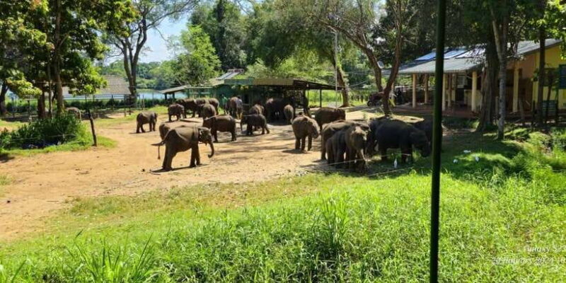 Udawalawe Safari Day Tour From Bentota/Aluthgama/Ahungalla - FAQs