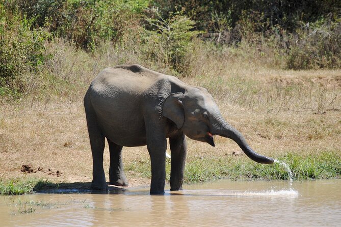 Udawalawe Safari Day Tour from Bentota and its' surrounding areas - Final Thoughts: Is This Tour Worth It?