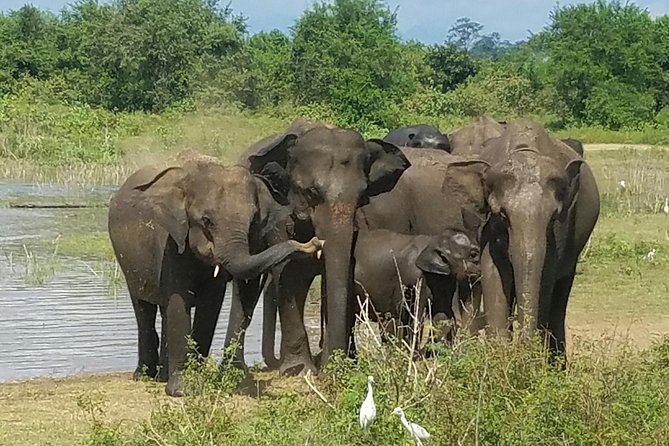 Udawalawe Safari Day Tour from Bentota and its' surrounding areas - FAQs about the Udawalawe Safari Day Tour