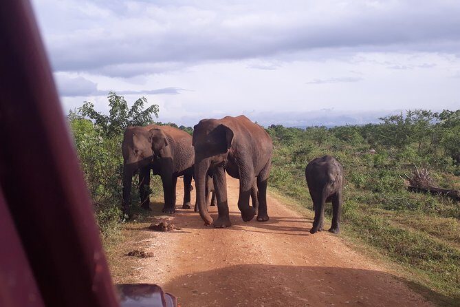 Udawalawe Safari Day Tour From Kandy - Who Will Love This Tour?