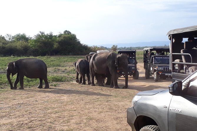 Udawalawe Safari Day Tour From Kandy - Final Thoughts: Is This Tour Right for You?