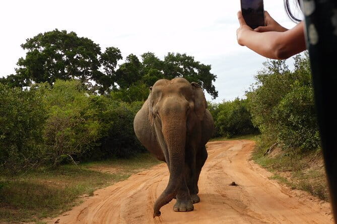 Udawalawe Safari & Elephant Orphanage visit from Hambantota port - Itinerary Breakdown: What to Expect