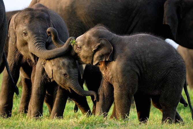 Udawalawe Safari & Elephant Orphanage visit from Hambantota port - Transportation & Comfort
