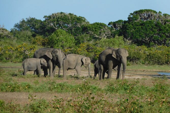 Udawalawe Safari & Elephant Orphanage visit from Hambantota port - What Travelers Appreciate Most