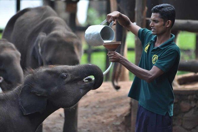 Udawalawe Safari & Elephant Transit Home Visit with Lunch from Hambantota Harbor - Final Thoughts: Who Should Consider This Tour?