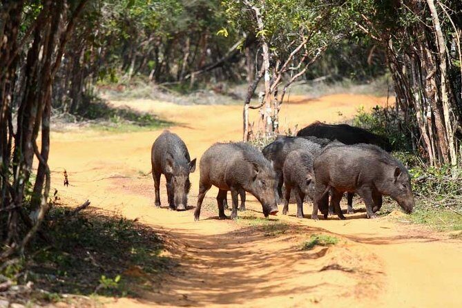Udawalawe Safari Private Day Tour Kaluthara/Beruwala/Bentota/Kosgoda/Ahungalla - The Practicalities of the Tour