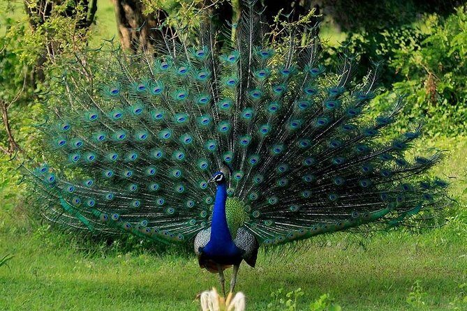 Udawalawe Safari Private Day Tour Kaluthara/Beruwala/Bentota/Kosgoda/Ahungalla - Who Should Consider This Tour?