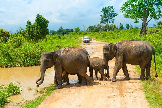 Udawalawe Safari Private Day Tour Kaluthara/Beruwala/Bentota/Kosgoda/Ahungalla - FAQ