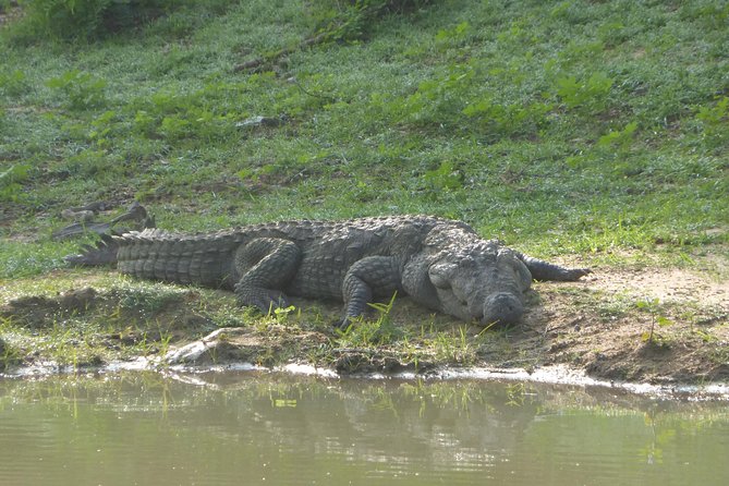 Udawalawe Safari Private Day Trip from Bentota and Kalutara Areas - The Experiences Strengths and Possible Drawbacks