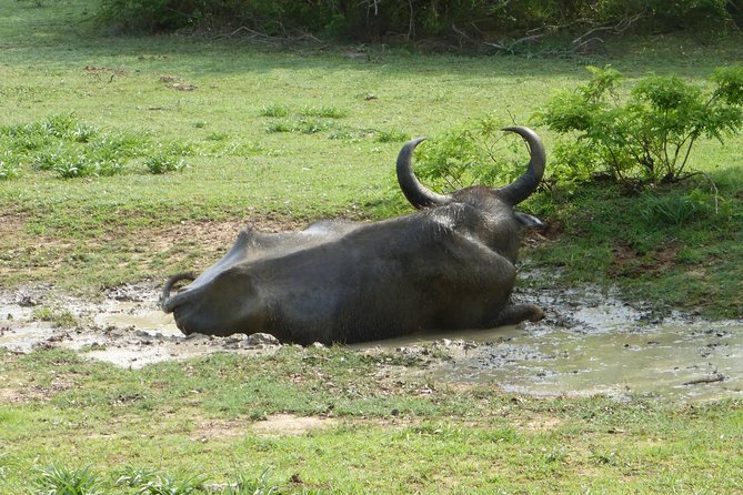 Udawalawe Safari Private Day Trip from Bentota and Kalutara Areas - Who Will Love This Tour?