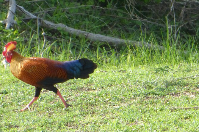 Udawalawe Safari Private Day Trip from Bentota and Kalutara Areas - The Sum Up: Is It Worth It?