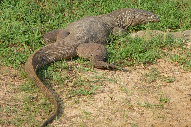 Udawalawe Safari Private Day Trip from Bentota and Kalutara Areas - FAQ