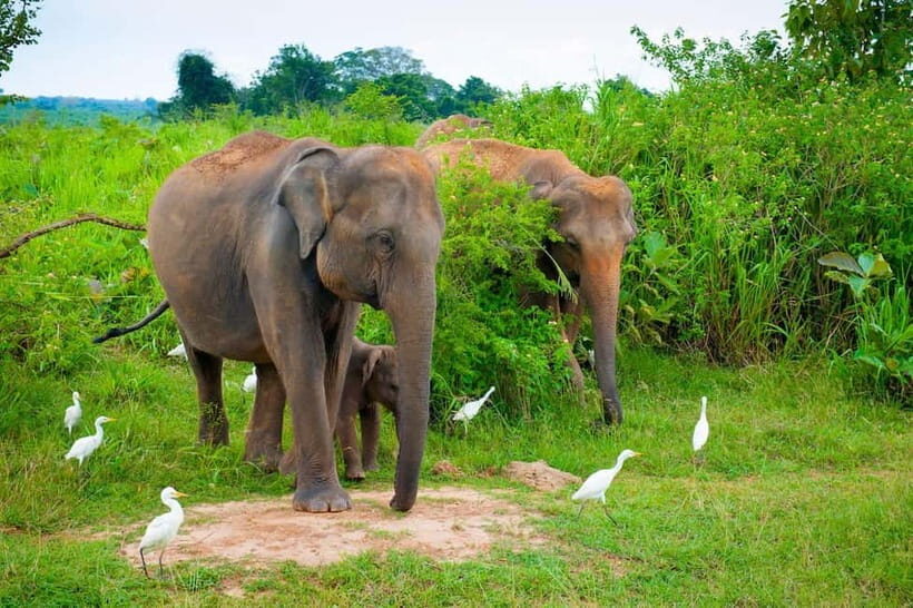 Udawalawe Safari Private Day Trip with Lunch - All Inclusive - Key Points