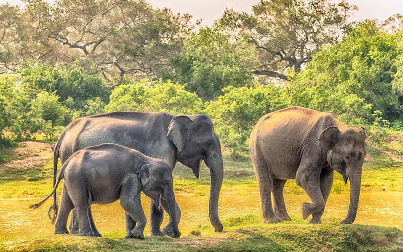 Udawalawe Safari Private Day Trip with Lunch - All Inclusive - What Sets This Tour Apart