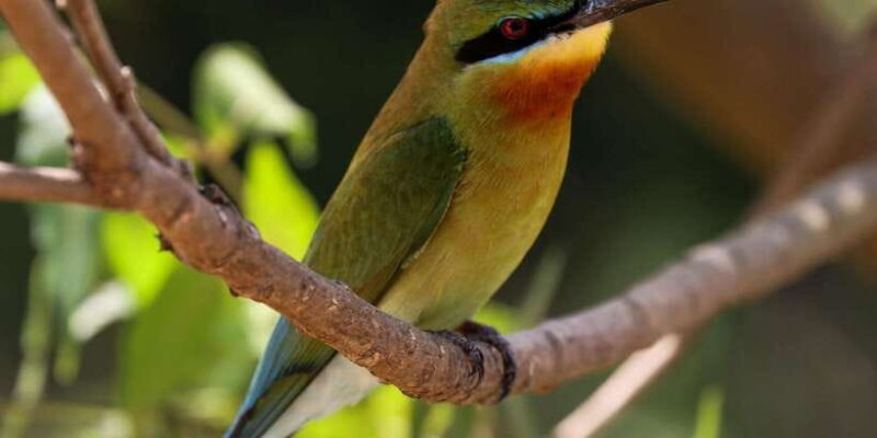 Udawalawe Safari | PRIVATE TOUR - The Itinerary & Experience