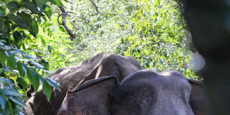 Udawalawe Safari | PRIVATE TOUR - What Makes It Special