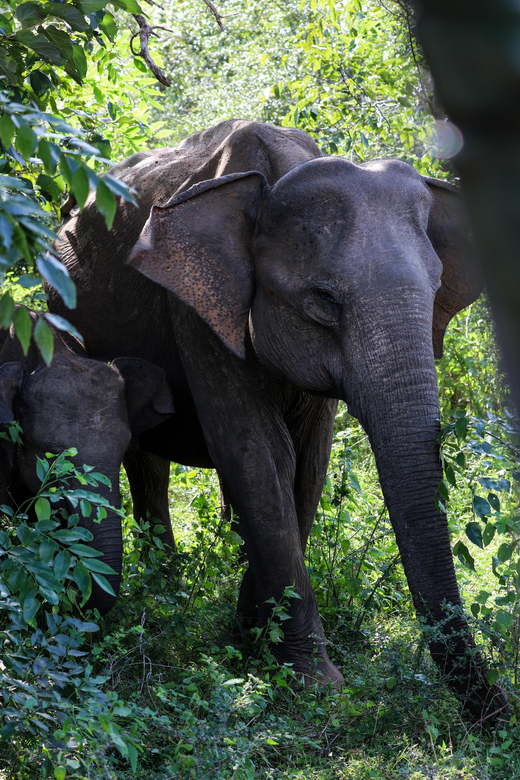 Udawalawe Safari | PRIVATE TOUR - The Practical Details