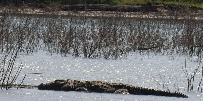 Udawalawe Safari | PRIVATE TOUR - Authentic Encounters and Reviews