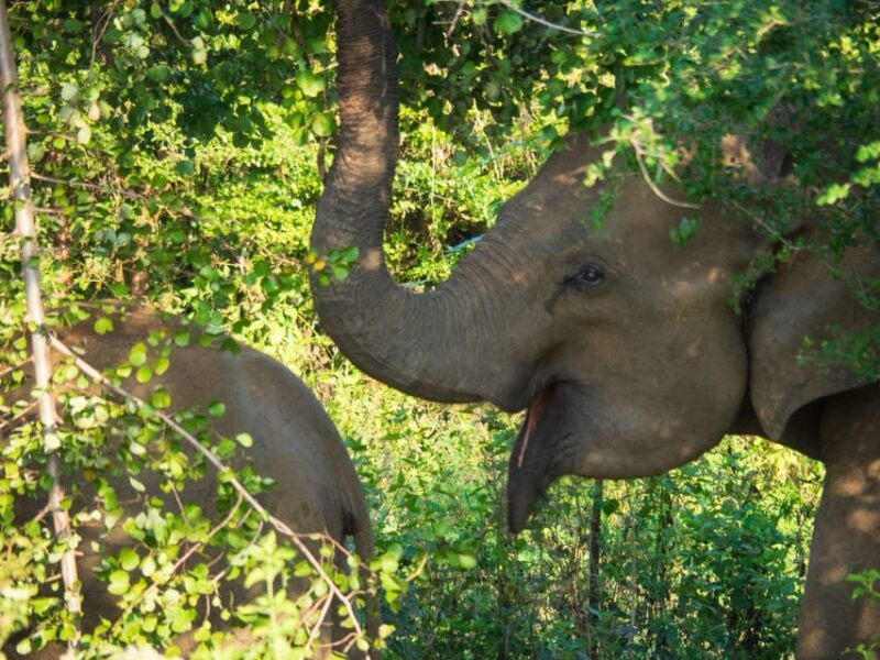 Udawalawe Safari | PRIVATE TOUR - Why This Tour Is Worth Considering