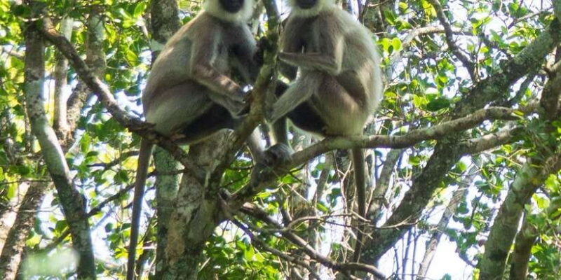 Udawalawe Safari | PRIVATE TOUR - The Sum Up