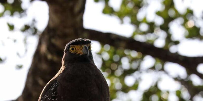 Udawalawe Safari | PRIVATE TOUR - FAQ