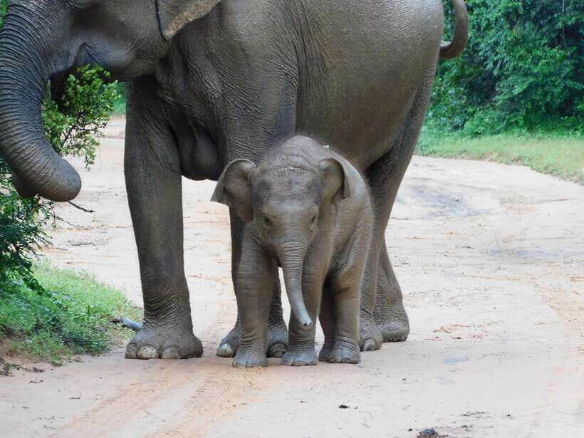 Udawalawe Safari Tour from Hambantota Port (Shore Excursion) - Key Points