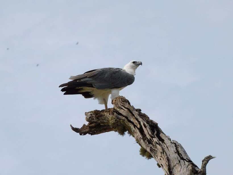 Udawalawe Safari Tour from Hambantota Port (Shore Excursion) - What You Can Expect from This Tour