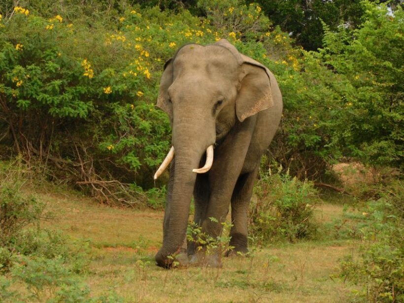 Udawalawe Safari Tour from Hambantota Port (Shore Excursion) - Final Thoughts