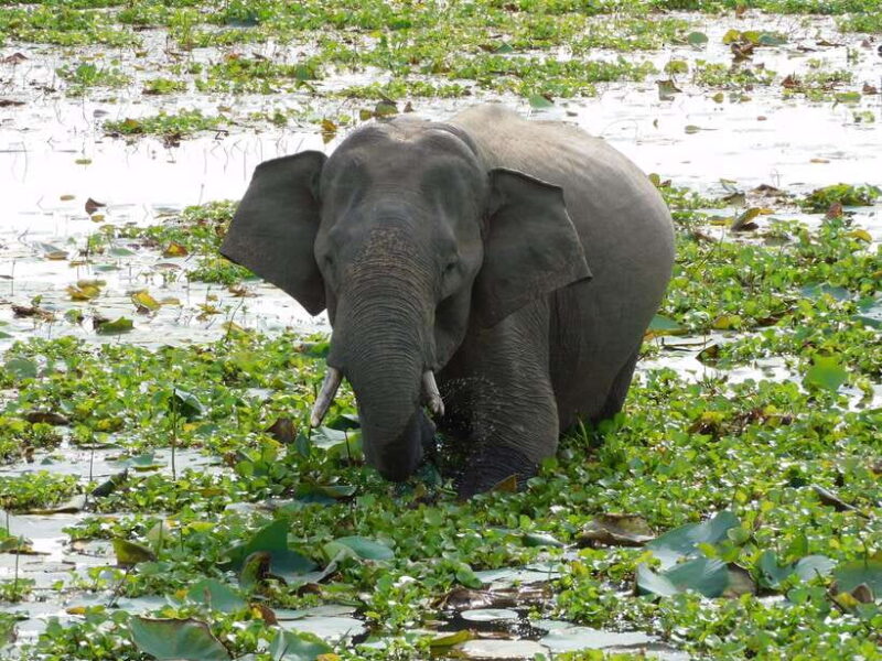 Udawalawe Safari Tour from Hambantota Port(Shore Excursion) - Key Points