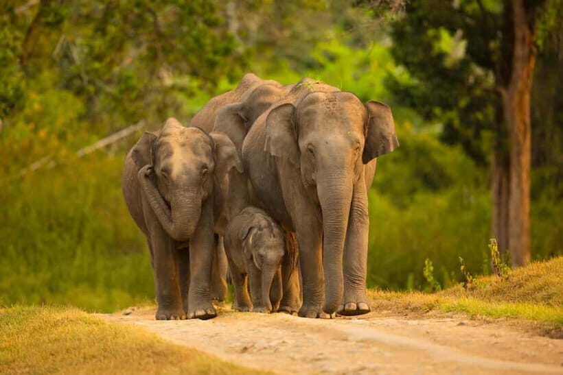 Udawalawe Safari Tour from Tissamaharama/Yala/Hambantota - Key Points