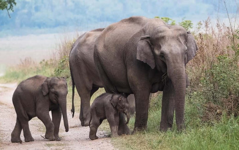 Udawalawe Safari Tour from Tissamaharama/Yala/Hambantota - The Elephant Transit Home Visit
