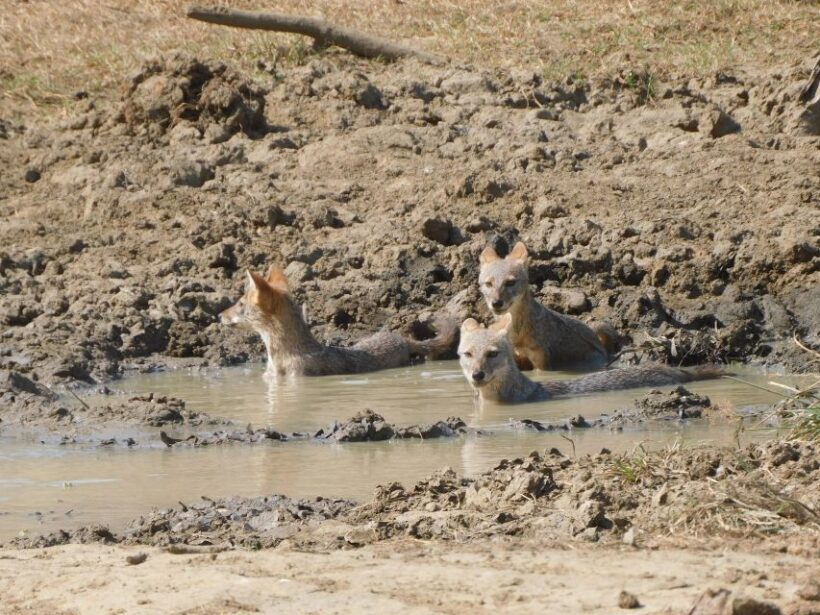 Udawalawe Safari Tour from Tissamaharama/Yala/Hambantota - The Safari Itinerary