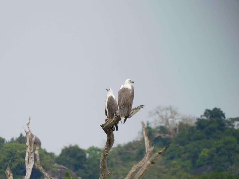 Udawalawe Safari Tour from Tissamaharama/Yala/Hambantota - What’s Included and What’s Not