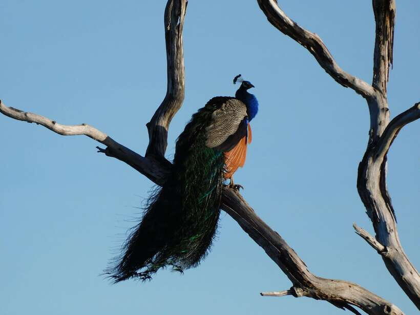 Udawalawe Safari Tour from Tissamaharama/Yala/Hambantota - Authenticity and Reviews